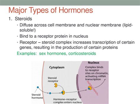 Endocrine System January 19 Ppt Download