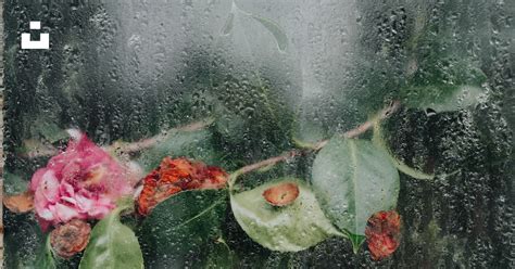 외부에 꽃이있는 창 사진 Unsplash의 무료 자연 이미지