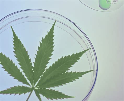 Can You Tell The Difference Between Cannabis And Industrial Hemp