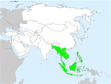 Reticulated Python Malayopython Reticulatus