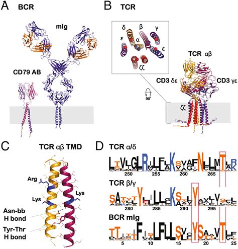 T Cell And B Cell Antigen Receptors Share A Conserved Core OFF