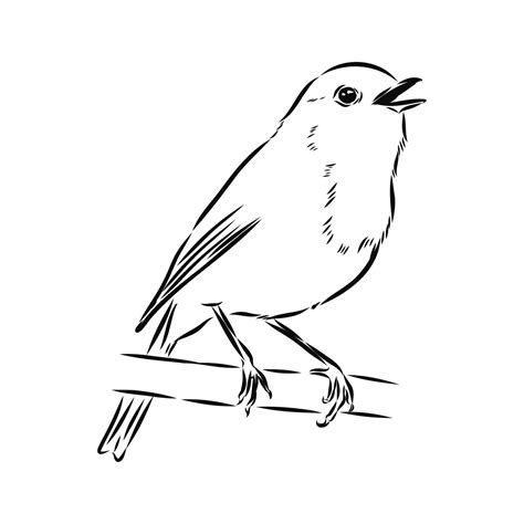 Robin Bird Hand Sketch 60435657 Vector Art At Vecteezy