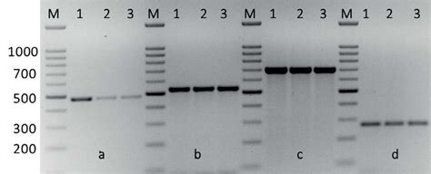 Amplification Of Some Specific Genes Producing In Some Streptococcus