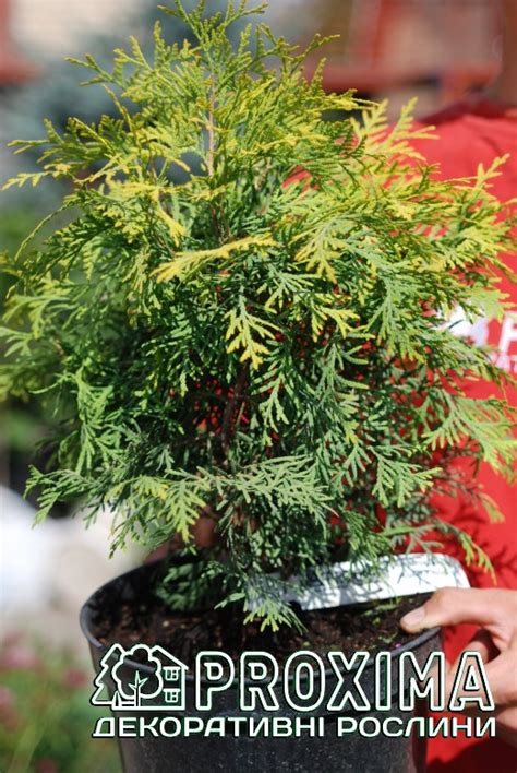 Туя західна Голден Глоб, Thuja occidentalis Golden Globe ціна, купити ...