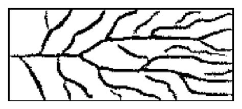 A Artificial Infrared Finger Image B Extracted Vein Pattern Using Download Scientific