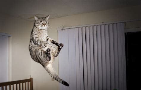 Jumping Cats