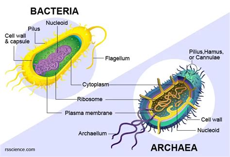 Archaea Vs Bacteria