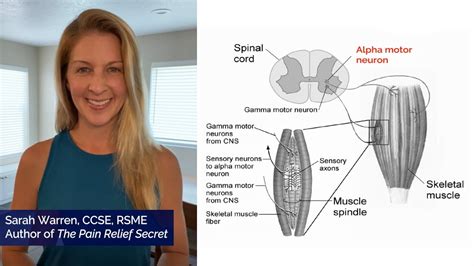 How To Release Tight Muscles Reset Gamma Loop Activity Youtube