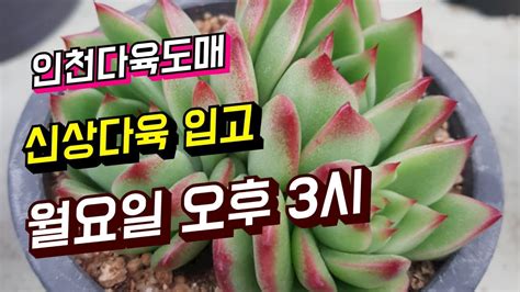 인천다육 내일 오후3시 신상다육이 입고 인천다육도매다육이싼집화분세일다육세일다육이름다육가격다육이다육물관리다육비교다육키우는법천원다육피트머스분갈이신상