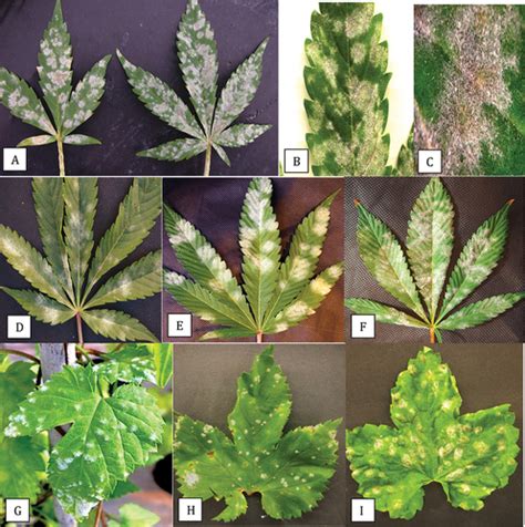Full Article First Report Of The Powdery Mildew Pathogen Of Hops
