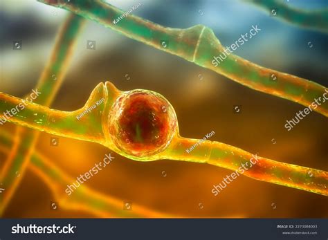 Basidiobolus Ranarum Microscopic Fungi 3d Illustration Stock Illustration 2273084003 Shutterstock