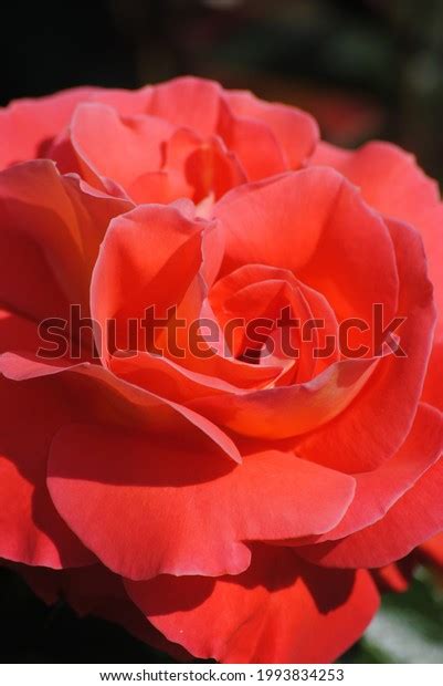 Natural Rose Flower Garden Stock Photo Shutterstock