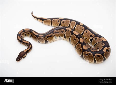 A Royal Ball Python Python Regius Isolated On A White Background Stock Photo Alamy