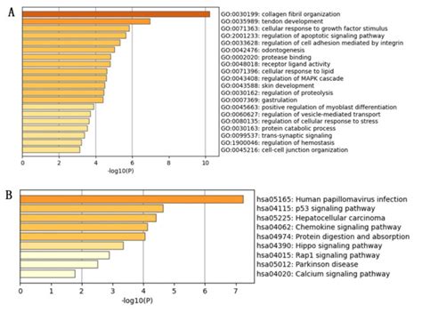 A Prognostic Prediction Model For Ovarian Cancer Using A Cross Modal View Correlation Discovery