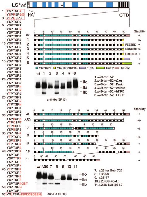 The Mammalian Pol Ii Ctd Is Composed Of 52 Repeats Of The Consensus