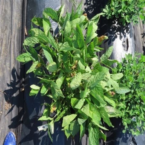 Plant Growth Stage Detection Object Detection Dataset By Mendozajrl