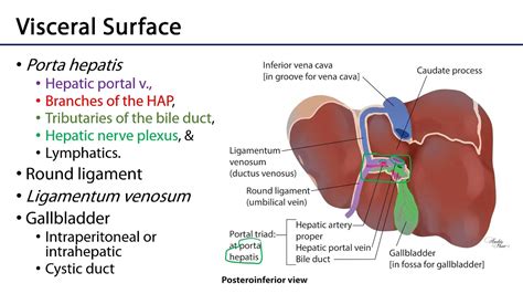 Liver Portal Triad Histology Liver Gallbladder The Normal Liver And