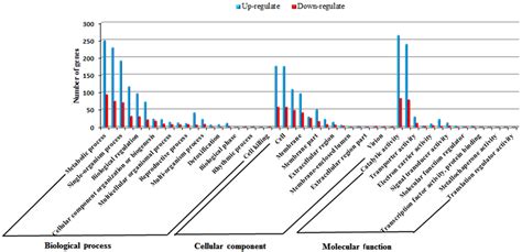 Functional Annotation Of Degs Based On Go Categories Download