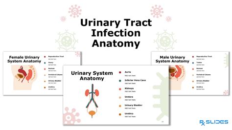 download urinary tract infections powerpoint template rxslides
