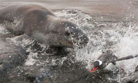 Penguin Vs Leopard Seal Penguin Wins Blue Planet Emperor Penguins V