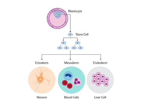 Does Stem Cell Therapy Help For Arthritic Knees