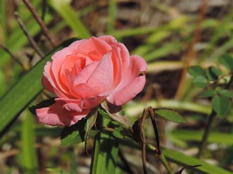 Pink Little Rose Blossom Bouquet - Free photo on Pixabay - Pixabay