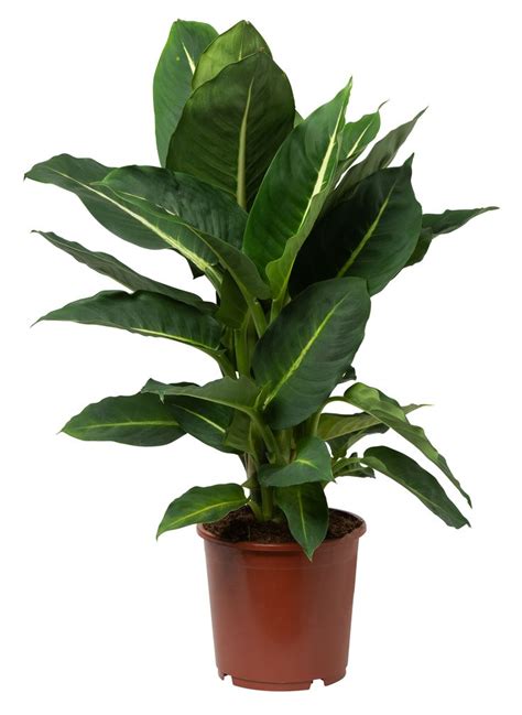 Dieffenbachia Green Magic Green Magic Plant Leaves Plants