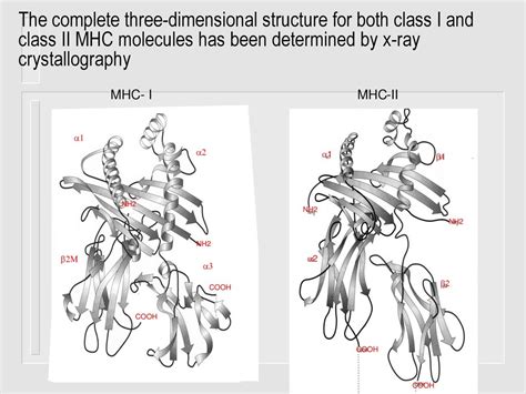 Major Histocompatibility Complex Mhc Ppt Download