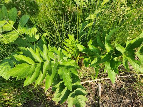 Control Of Wild Parsnip Yard And Garden
