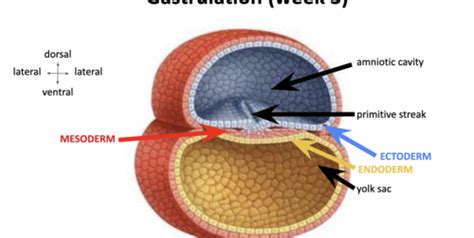 Mesoderm Differentiation And Embryonic Folding Flashcards Quizlet