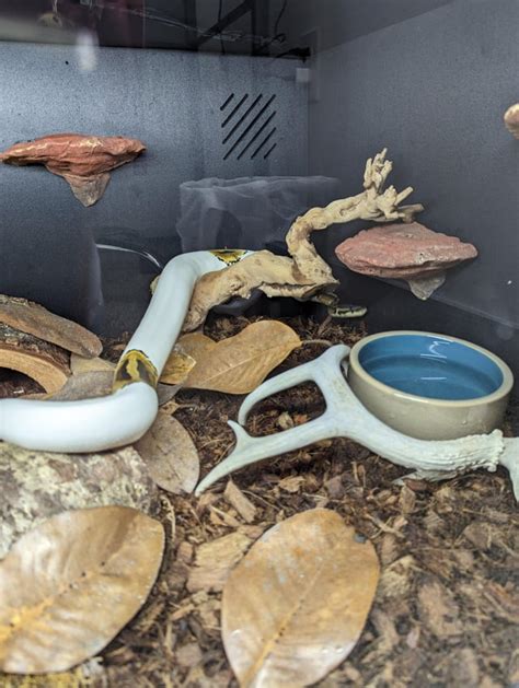 My baby Wynnie exploring her freshly cleaned and rearranged enclosure:) : r/ballpython