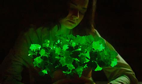Компания Light Bio выпустила в свободную продажу светящиеся домашние ...