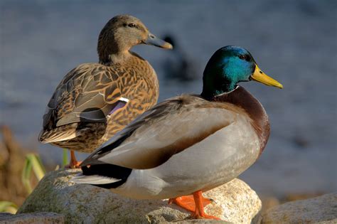 Wikipediafeatured Picture Candidatestwo Mallard Ducks Noahs