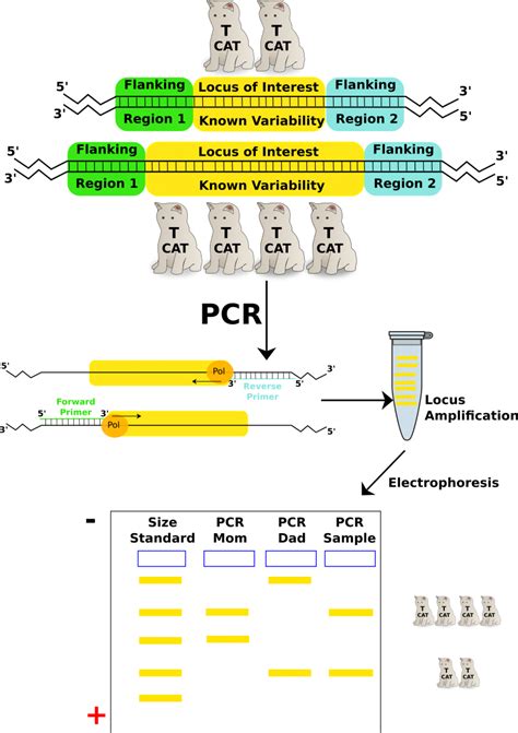 Variable Number Tandem Repeats General Biology At Bcc