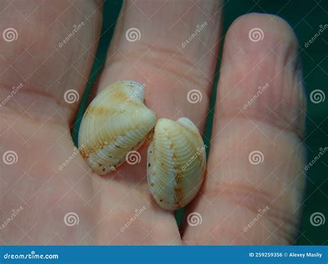 Seashell Of Bivalve Mollusc Striped Venus Or Chicken Venus Chamelea