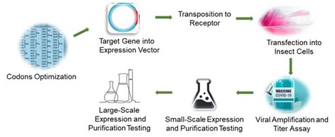 Bac To Bac Baculovirus Expression System Lifeasible