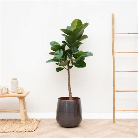 Ficus Elastica
