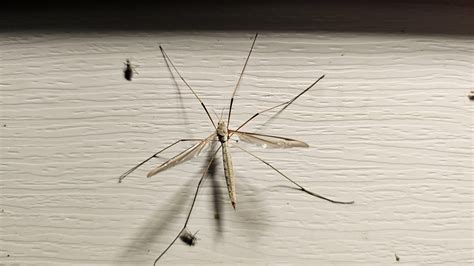 Giant Mosquito Rwhatisthisbug