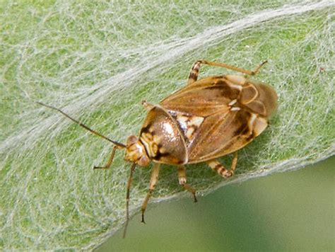 Plant Bug Lygus BugGuide Net