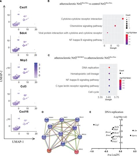 Frontiers Single Cell Transcriptomics Reveals Subtype Specific