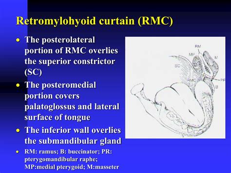 Retromylohyoid Space
