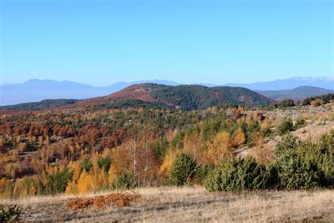 Как лесовъдите защитиха горите на България Горичка