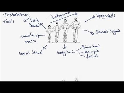 Connor S Biology Blog Secondary Sexual Characteristics