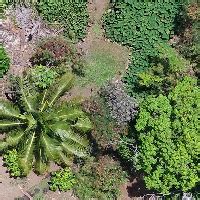 Coconut Rhinoceros Beetle Infested Palm Tree Detection Object Detection Dataset And Pre Trained