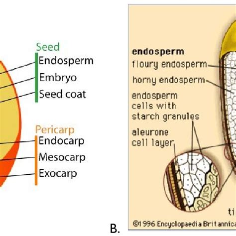 Appendix Ii Figure Ii 1 Markers Of Fruit Morphology Download Appendix Ii Figure Ii 1 Markers Of Fruit Morphology Download
