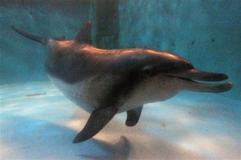 신종 혹등 돌고래 발견 등지느러미 아래 기이한 혹