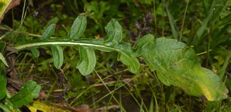 Bassecoia Hookeri Eflora Of India