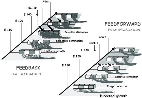 Development Of Feedforward And Feedback Connections Feedforward Download Scientific Diagram