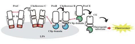 Next Generation Test For Detecting Bacterial Endotoxin Research Results Kyushu University