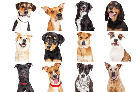 Razas De Perros Mas Comunes Las Razas De Perro Más Populares En